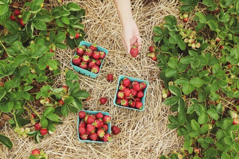 "A Day as a Farmer" Experience - Introduction: Exploring Farm Life in the Czech Republic