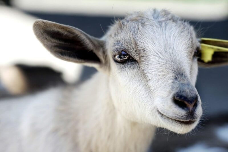 "A Day as a Farmer" Experience - FAQs