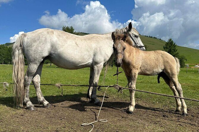 A Day Authentic Mongolian Trip near Ulaanbaatar all-inclusive - Final Words