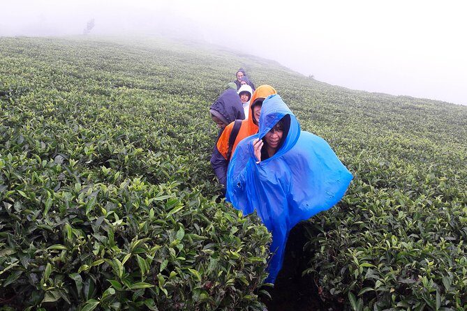 A Day in Nuwara Eliya: Sights & Local Delights - Who Should Book This Tour?