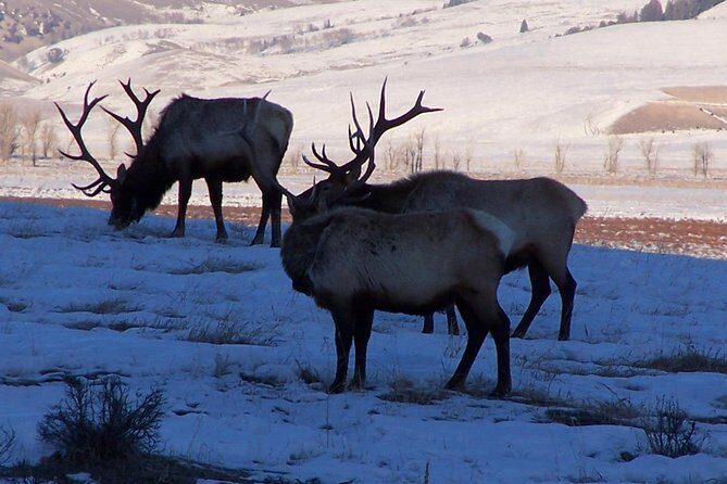 A Day Khustai National Park - A Detailed Look at the Khustai National Park Day Tour