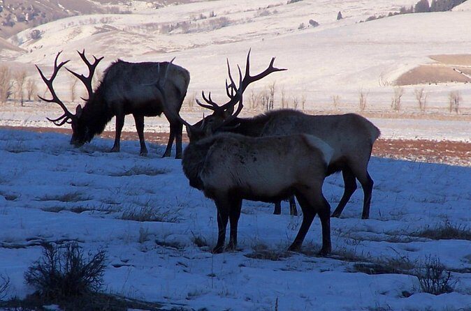 A Day Khustai National Park - Key Points