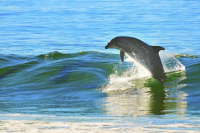 A Day on the Bay - A Relaxing Day on the Water with Dolphins and Scenic Views