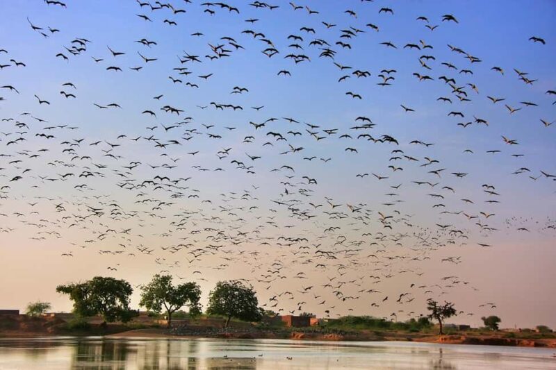 A Day Tour of Bharatpur Bird Sanctuary from Agra. - Key Points