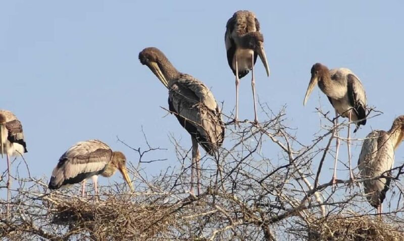A Day Tour of Bharatpur Bird Sanctuary from Agra. - An Introduction to Bharatpur Bird Sanctuary from Agra