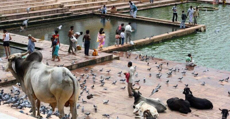 A Day Trip of Pushkar From Jaipur - Key Points