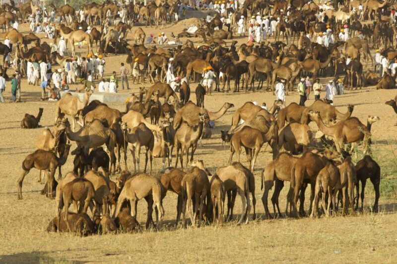 A Day Trip of Pushkar From Jaipur - Is This Tour for You?