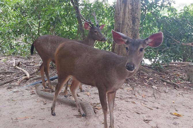 A Day Trip To Phnom Chisor - Tonle Batti From Phnom Penh - FAQs