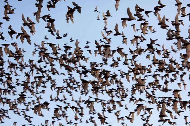 A Day TukTuk Handicrafts Bambootrain Killing&BatCaves,Sunset - Key Points