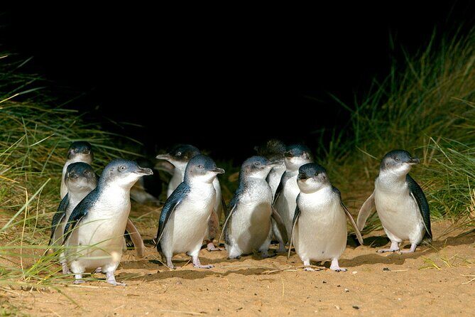A Day with Penguins & Kangaroos: Small group Phillip Island Tour - Frequently Asked Questions
