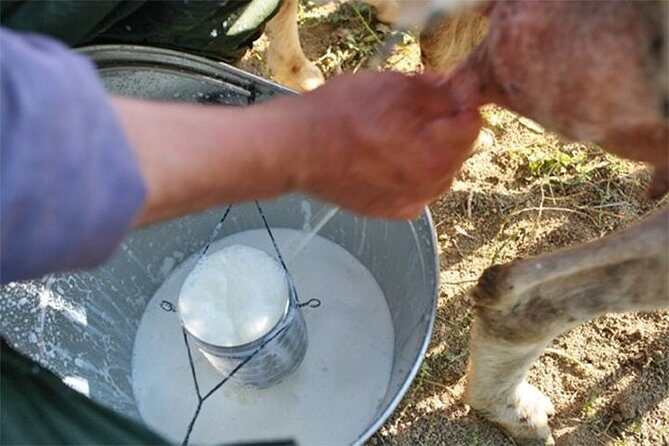 A day with the shepherd milking sheeps and making cheese in the National Park of Abruzzo - Exploring Abruzzo’s Hidden Charms