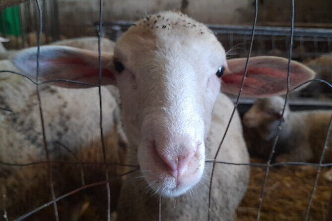 A day with the shepherd milking sheeps and making cheese in the National Park of Abruzzo - Final Thoughts