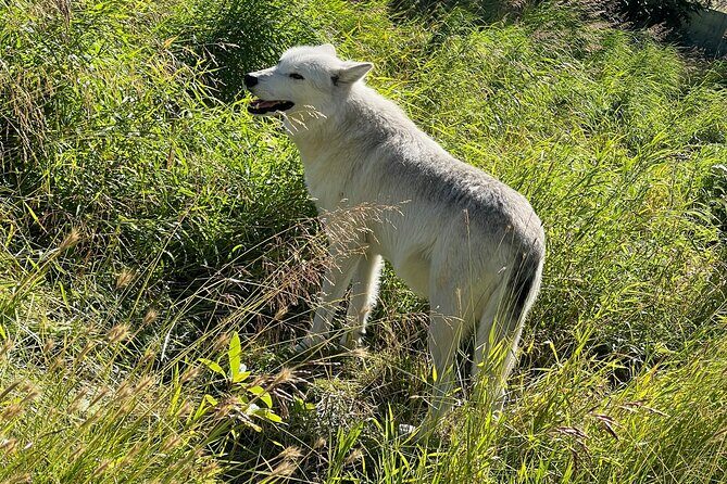 A Guided Alaskan Escape: Wildlife Sanctuary and Glacier Hiking - Analyzing the Itinerary: What to Expect