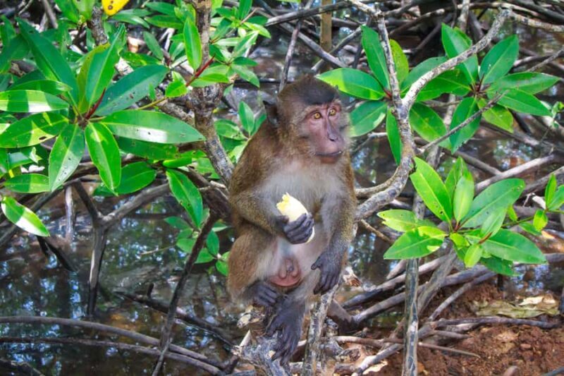 A Jungle-to-Sea Kayaking & Trekking Adventure in Phuket - Final Thoughts