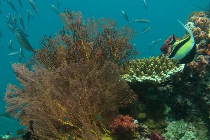 A Koh Lipe Snorkeling Tour - The Experience in Detail: What You Can Expect