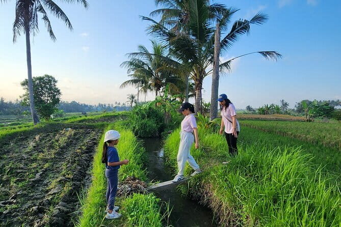 A Morning Walk at Sacred Rice Fields Through Tradition and Nature - A Morning Walk at Sacred Rice Fields Through Tradition and Nature: A Close Look