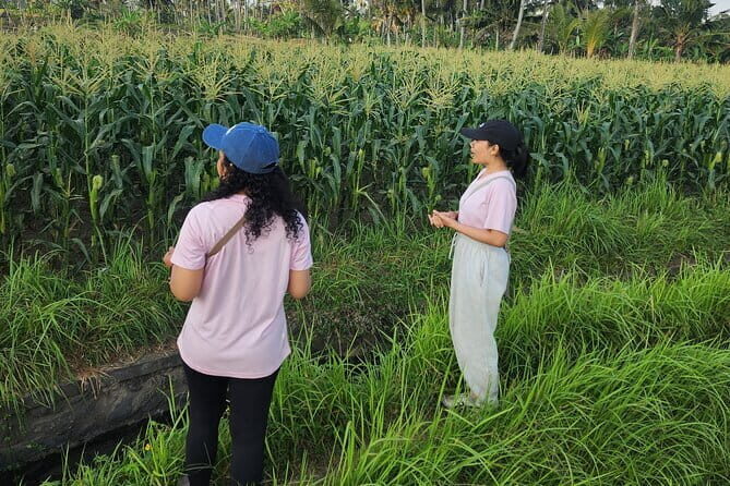 A Morning Walk at Sacred Rice Fields Through Tradition and Nature - Key Points
