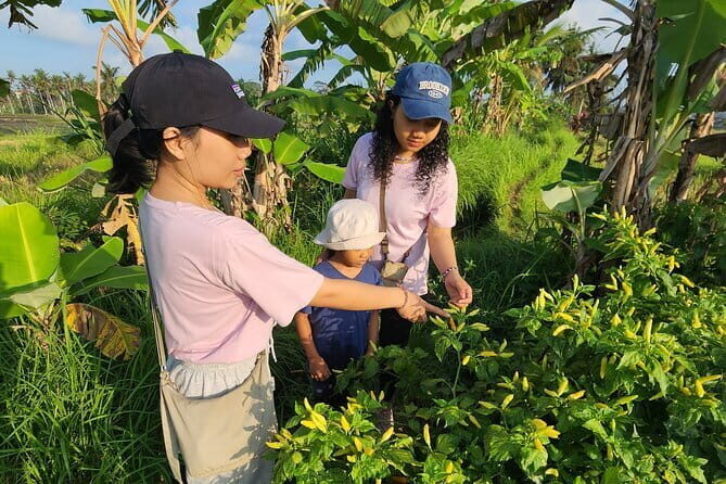 A Morning Walk at Sacred Rice Fields Through Tradition and Nature - What’s Included and What to Consider
