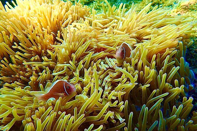 A most wanted Phu Quoc Snorkeling Tour - FAQ