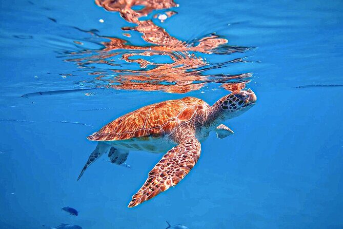 A Perfect-Day in Carlisle Bay - An Overview of the Harbour Lights Carlisle Bay Tour
