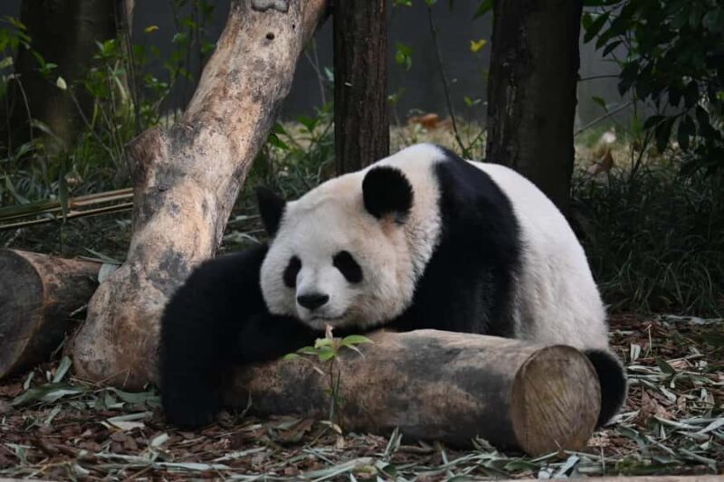 A Premium Day Trip: Leshan Giant Buddha and Panda Base - Who Will Love This Tour?