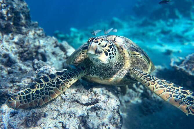 A Private TURTLE Tour on Rarotonga with Photography and Transfers - Actual Reviews and Insights