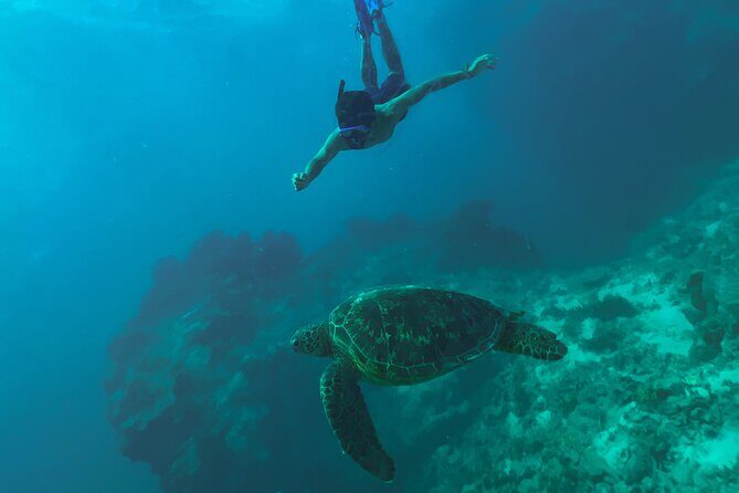 A Private TURTLE Tour on Rarotonga with Photography and Transfers - Final Thoughts: Who Should Consider This Tour?