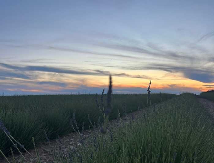 A provençal picnic at sunset in the lavender fields - A Provençal Picnic at Sunset in the Lavender Fields: A Detailed Look