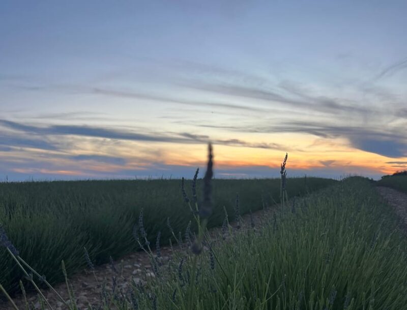 A provençal picnic at sunset in the lavender fields - An In-Depth Look at the Provence Lavender Experience