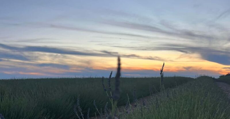 A provençal picnic at sunset in the lavender fields - Final Thoughts: Is It Worth It?