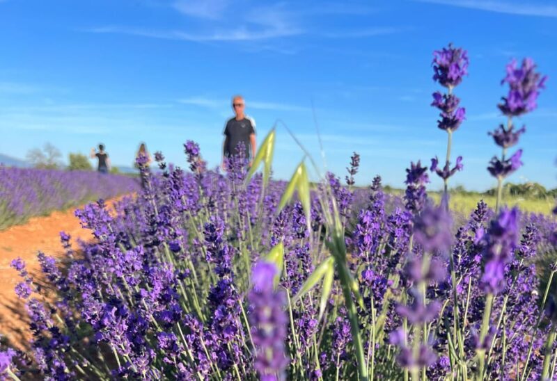 A provençal picnic at sunset in the lavender fields - FAQs