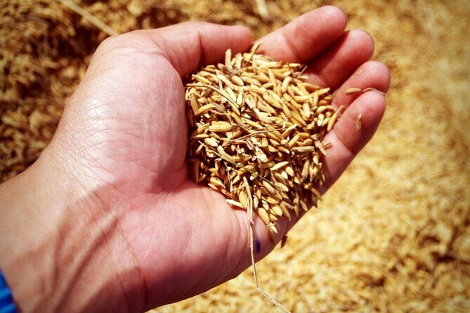 A Rice Journey in Luang Prabang - What Travelers Can Expect