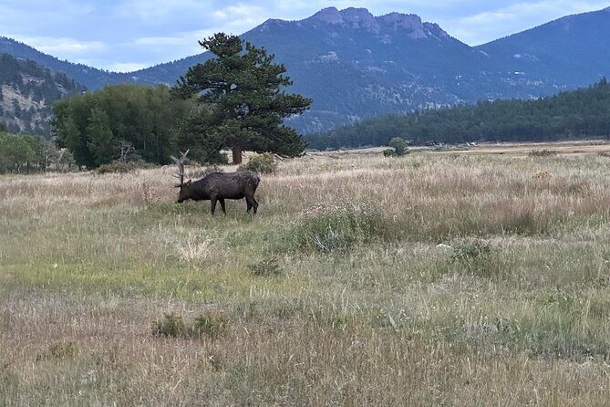 A Rutin' Good Time; Elk Tour in Rocky Mountain National Park - Itinerary Breakdown