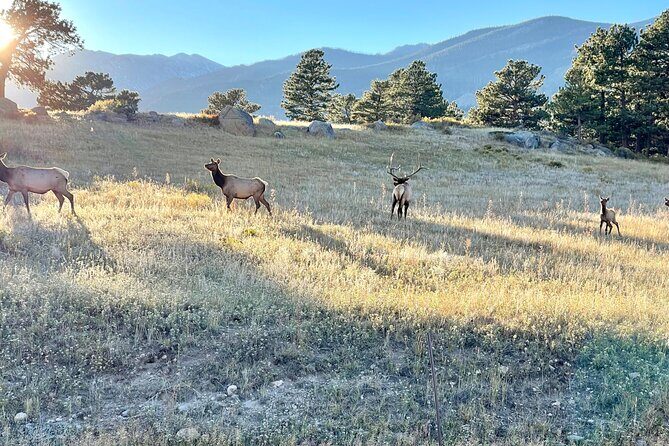 A Rutin' Good Time; Elk Tour in Rocky Mountain National Park - Authentic Experiences from Other Travelers