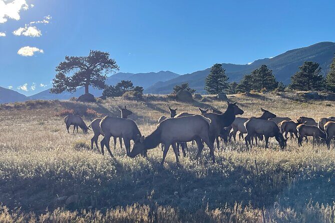 A Rutin' Good Time; Elk Tour in Rocky Mountain National Park - Who Should Consider This Tour