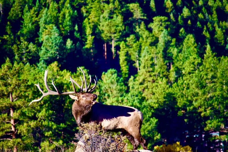 A Ruttin' Good Time - FAQ