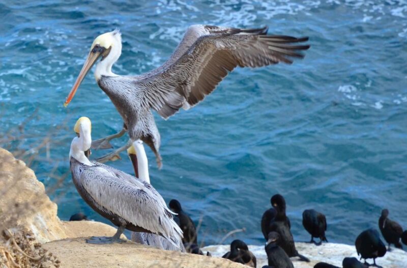 A Seaside Stroll: La Jolla's Hidden Treasures Walking Tour - Breaking Down the Itinerary