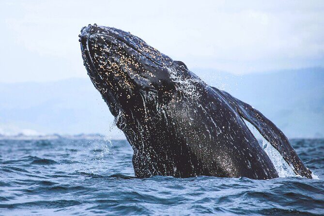 A Self-Guided Audio Tour Around Bodega Head - FAQs