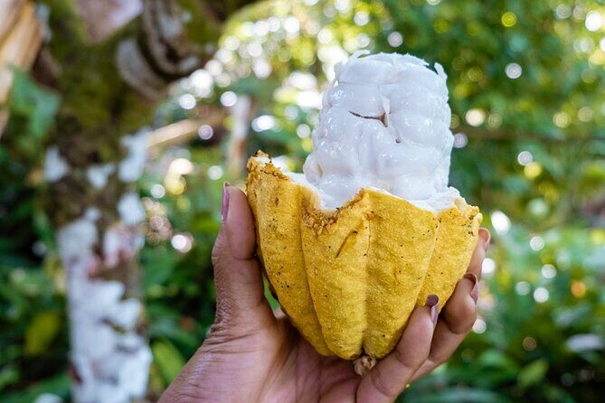 A Taste of Fond Doux Private Walking Tour - Final Thoughts: Who Should Choose This Tour?