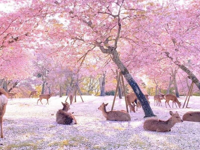 A Thousand Blossoms & Deer: Nara Spring Day Tour - Key Points