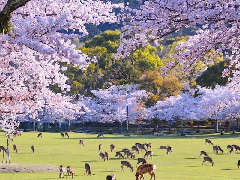A Thousand Blossoms & Deer: Nara Spring Day Tour - Starting Point and Transportation