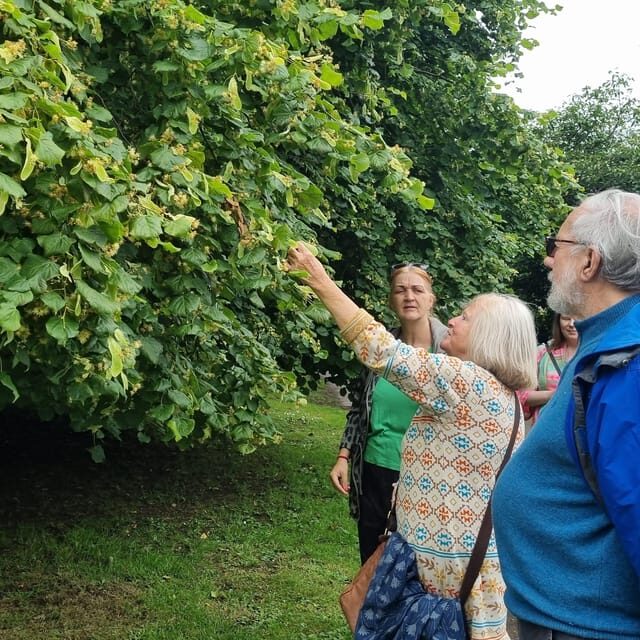A Tour of Glastonbury - Guided by the Trees - An Introduction to the Tour Experience