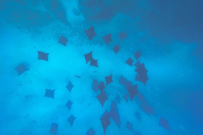 A Turtle Tour on Rarotonga - small groups, premium experience - Authentic Marine Life & Marine Environment