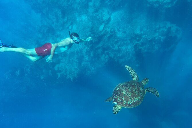A Turtle Tour on Rarotonga - small groups, premium experience - Reviews & Authentic Perspectives
