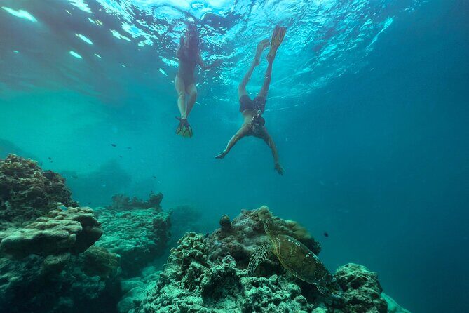 A Turtle Tour on Rarotonga - small groups, premium experience - Practical Considerations for Your Booking