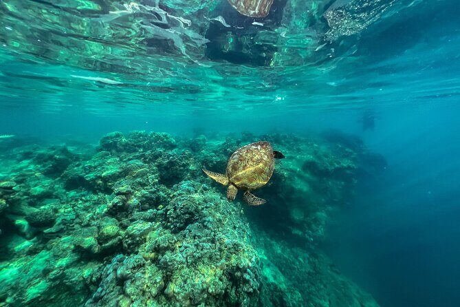 A Turtle Tour on Rarotonga - small groups, premium experience - Who Is This Tour Best For?
