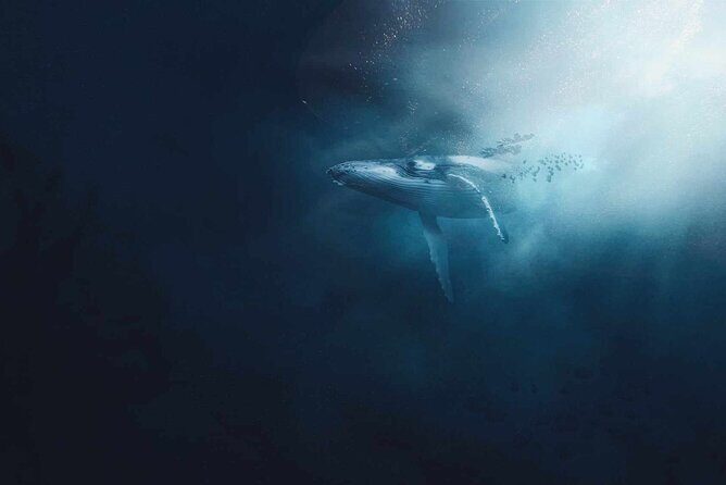 AAA Noosa National Park tour and Dolphin Safari Whalesongsnoosa - Final Thoughts