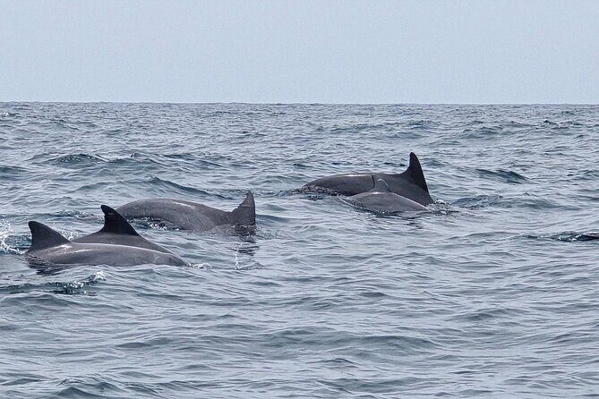 AAA Noosa National Park Tour and Dolphin Safari Whalesongsnoosa - Why This Tour Is Worth Your Time