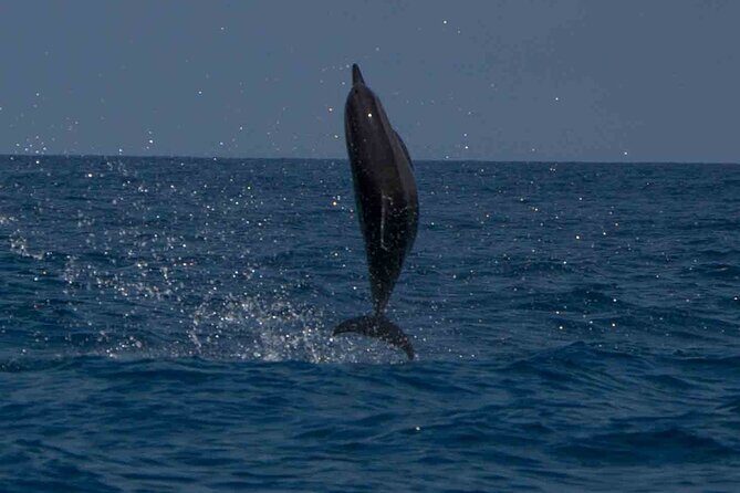 AAA Noosa National Park Tour and Dolphin Safari Whalesongsnoosa - The Sum Up: Who Should Consider This Tour?