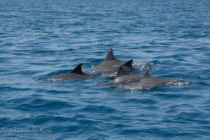 AAA Noosa National Park Tour and Dolphin Safari Whalesongsnoosa - Frequently Asked Questions